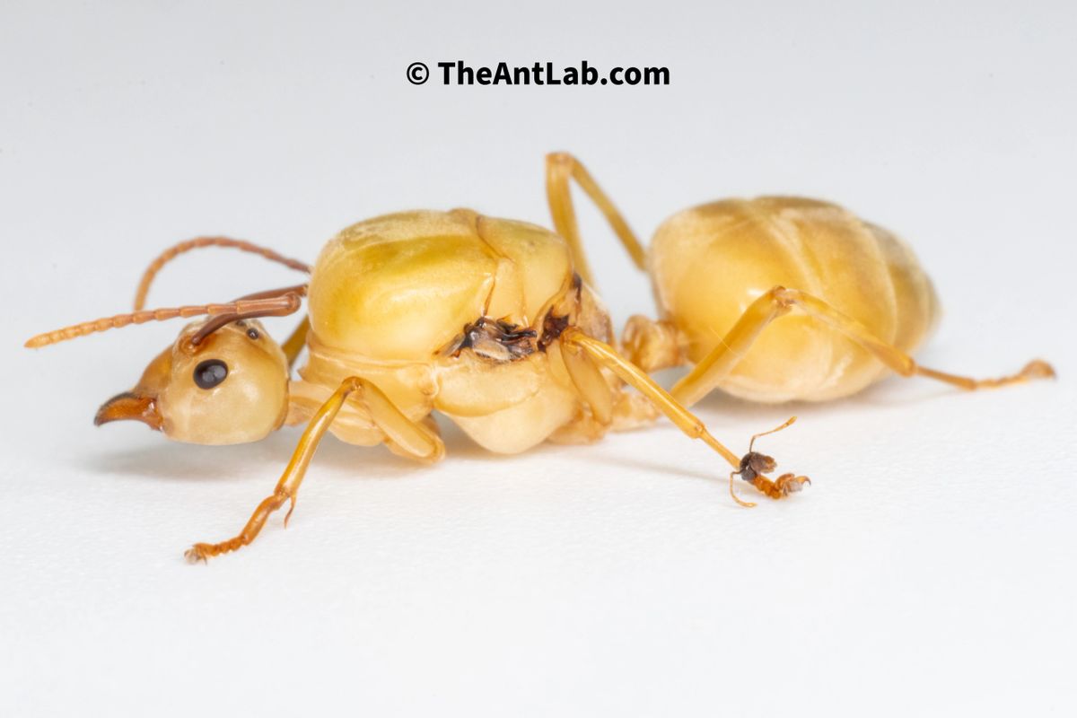 Green Weaver Tree Ant Queen- Oecophylla smaragdina