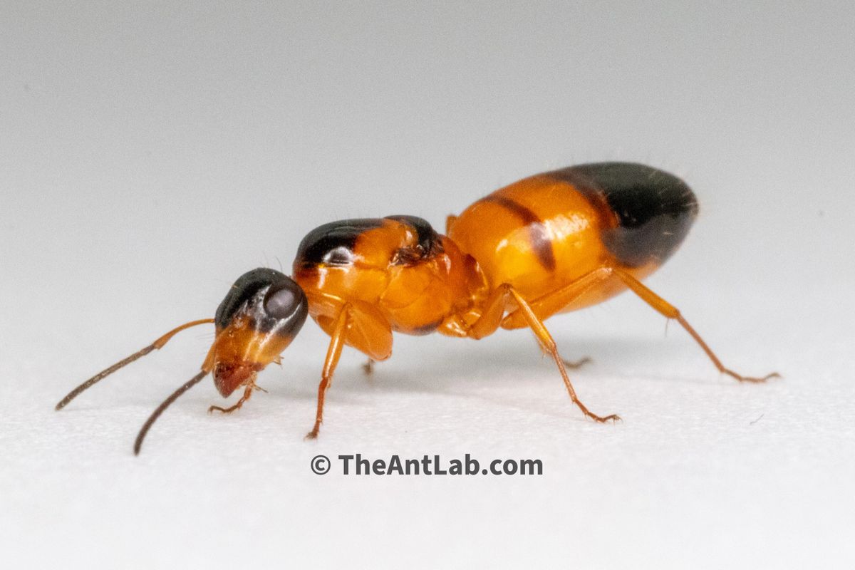 Strobe Ant Queens - Opisthopsis cf diademata