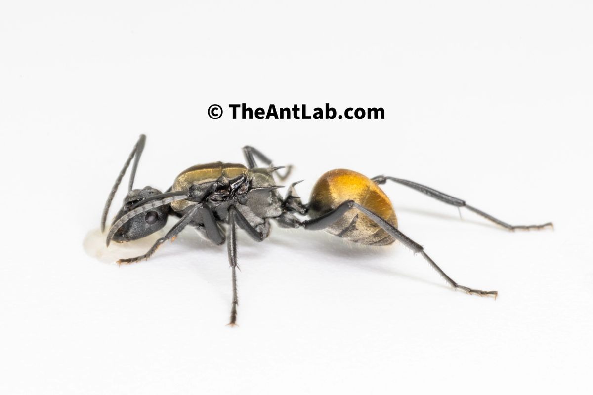 Golden Spiny Ant Queen - Polyrhachis ammon