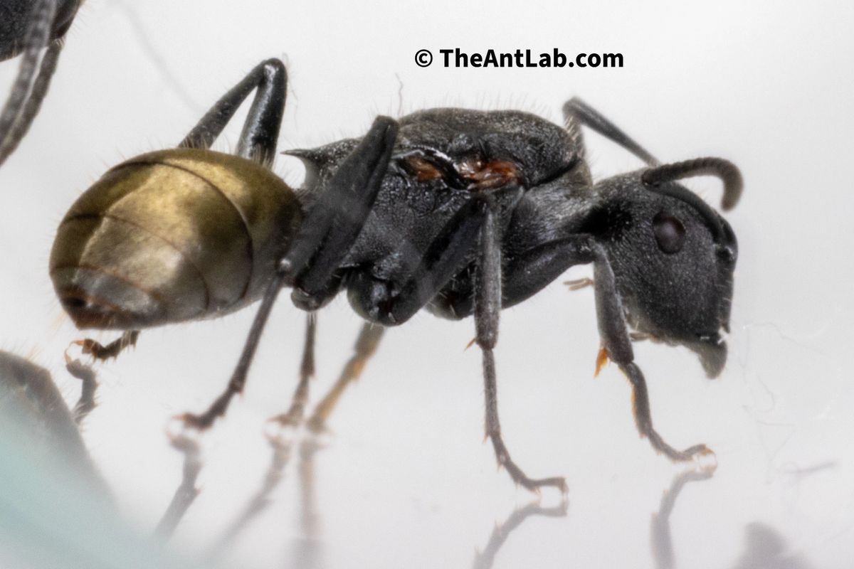 Coming Soon! - Restocking