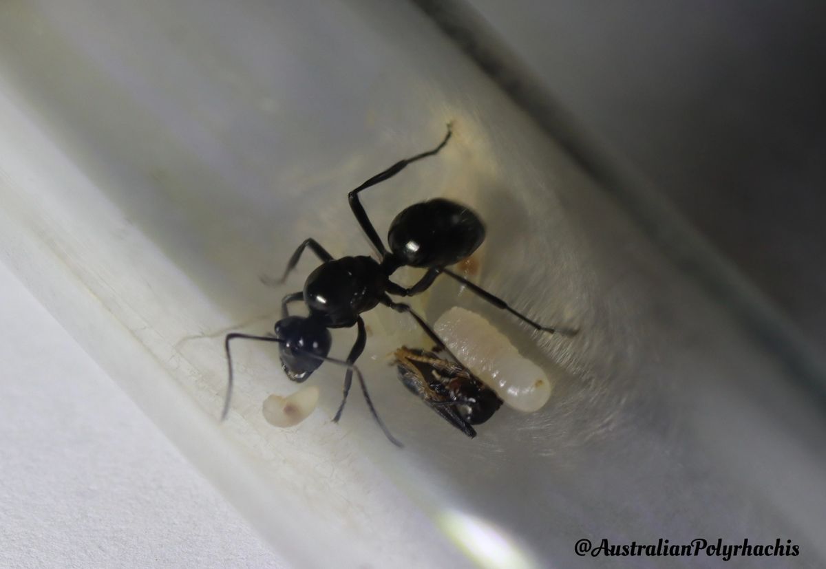 Dome back spiny ant queen - Polyrhachis pilosa