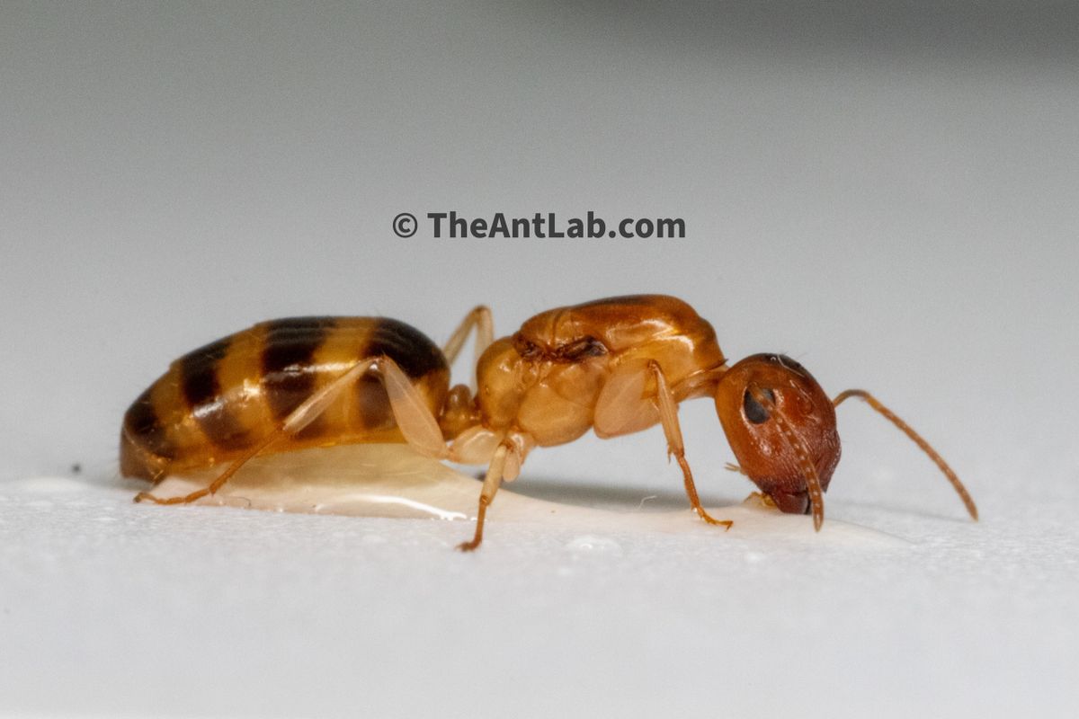 Shield Ant Queens - Colobopsis sp