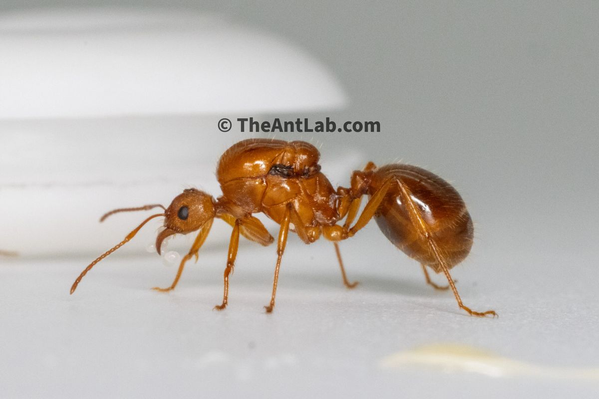 Funnel Ant Queen- Aphaenogaster longiceps