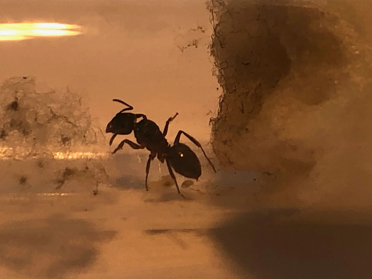 Epaulet Ant Queen- Notoncus cf capitatus