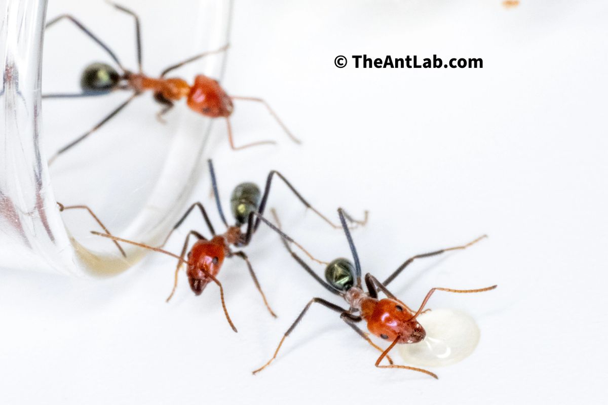 Northern Meat Ant Queens - Iridomyrmex sanguineus