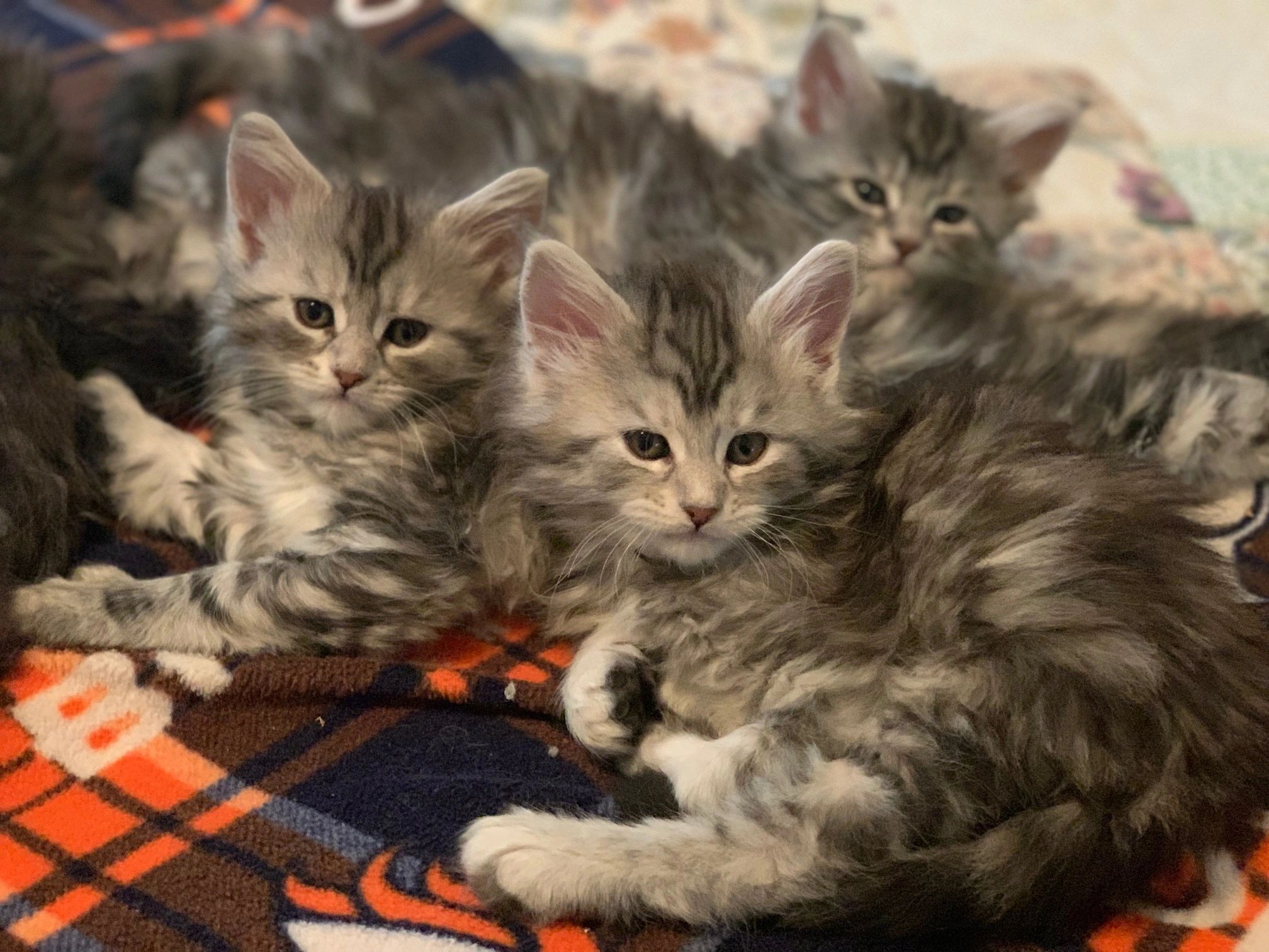 Maine Coon Knowledge