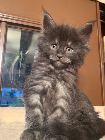 NEBRASKA PURFECTIGERS Maine Coon Cattery