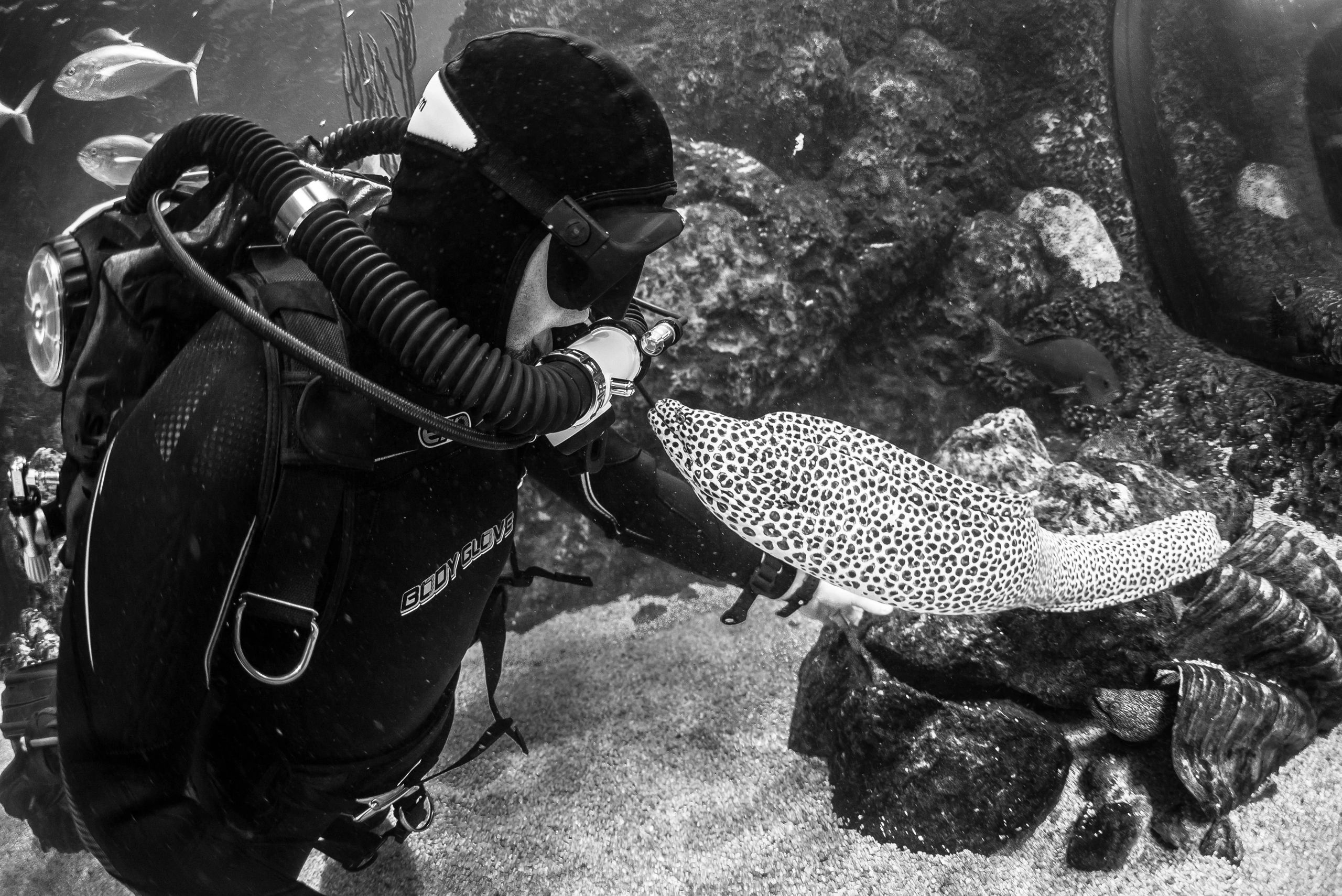 BioDive Solutions | BioDive Solutions