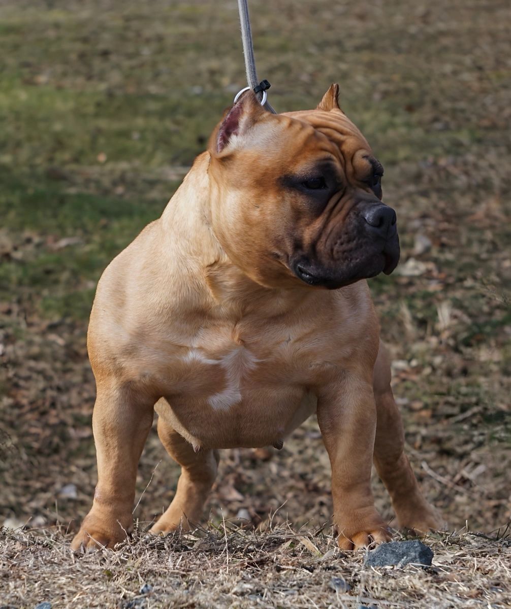 Blockchain Bullz - Elite Quality American Bully Puppies for sale in ...