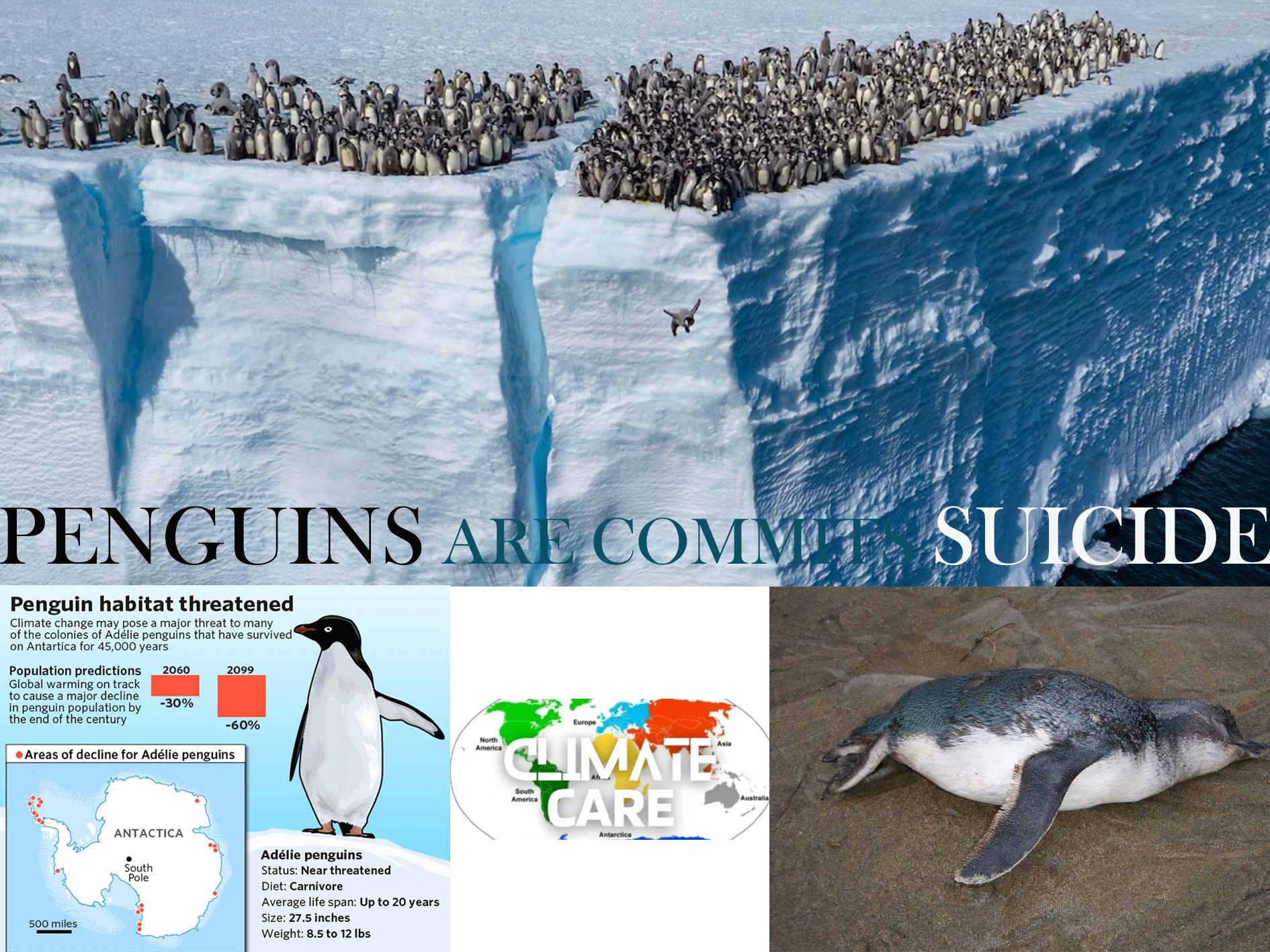 Penguins commits suicide for climate crisis as climate refugee