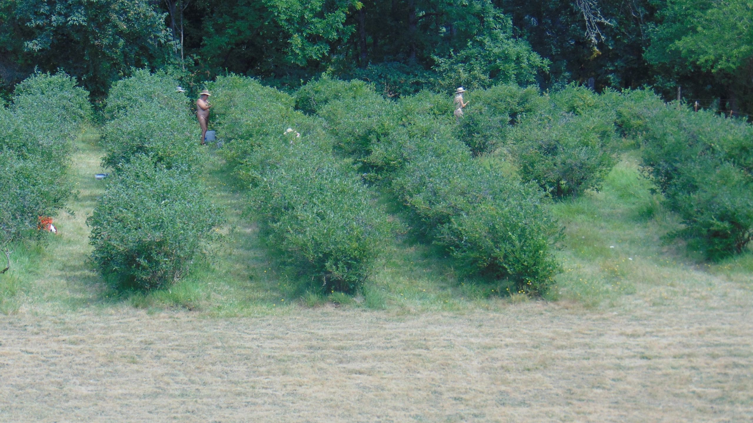 Annual Clothing-Optional Blueberry Picking Day