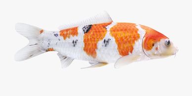 Fish Species