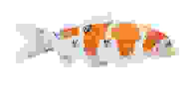 Fish Species | BLYZO FISH FARM