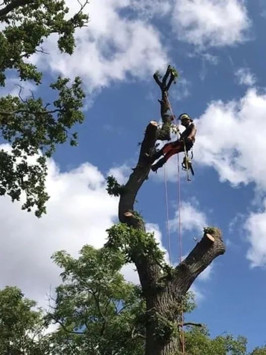A Arboriculture