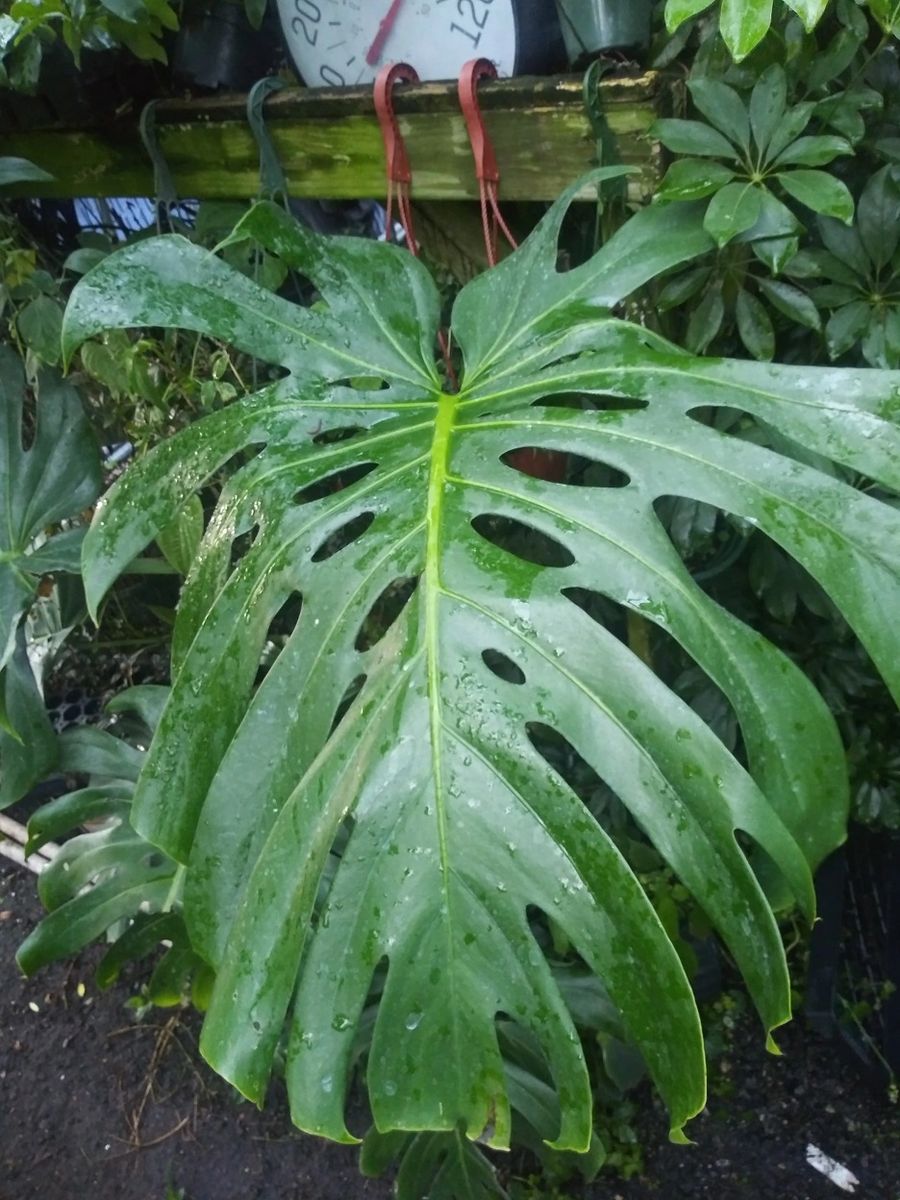 PHILODENDRON - MONSTERA DELICIOSA - 1 LIVE PLANT 4" POT