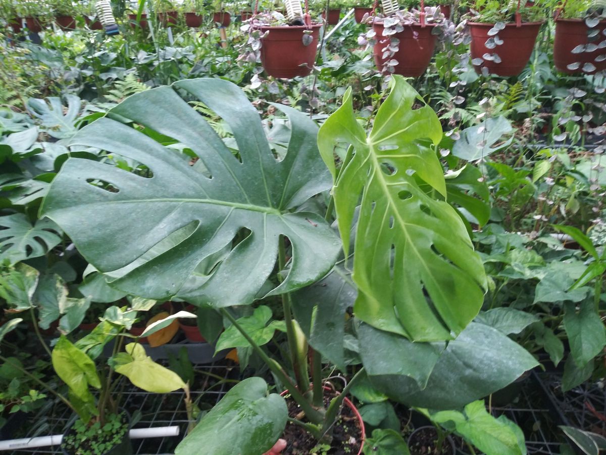 PHILODENDRON - MONSTERA DELICIOSA - 1 LIVE PLANT 6" POT