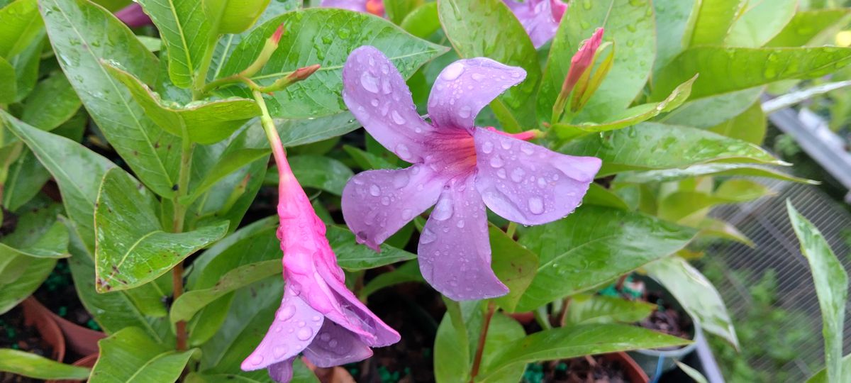 MANDEVILLA / DIPLADENIA - BLUEPHORIA - 1 LIVE PLANT 4" POT - Ready April