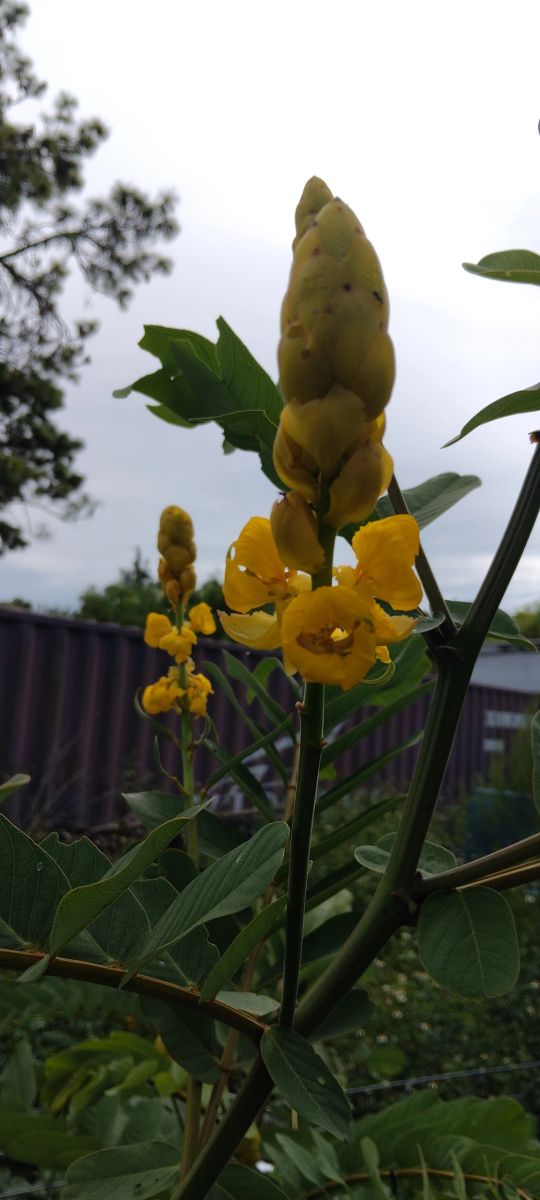 CASSIA - CANDLE STICK CASSIA - 4" POT - 1 LIVE PLANT