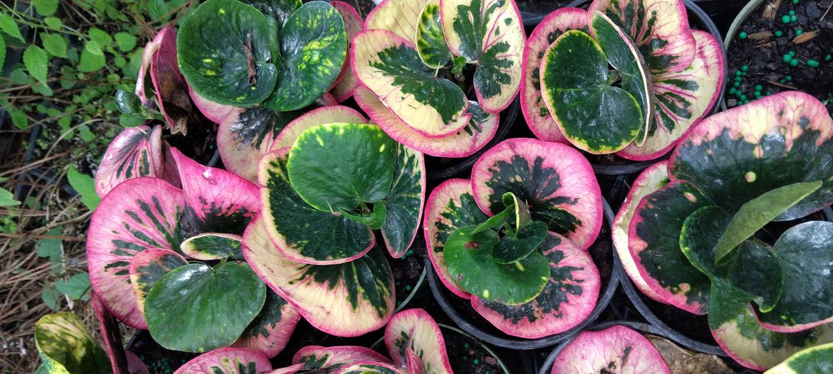 CROTON -FANCY ROSE - 4" POT - Ready Later Spring