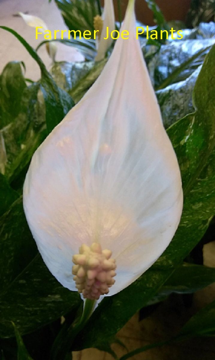 SPATH - PEACE LILY - VARIEGATED DOMINO - LIVE PLANT -4" pot