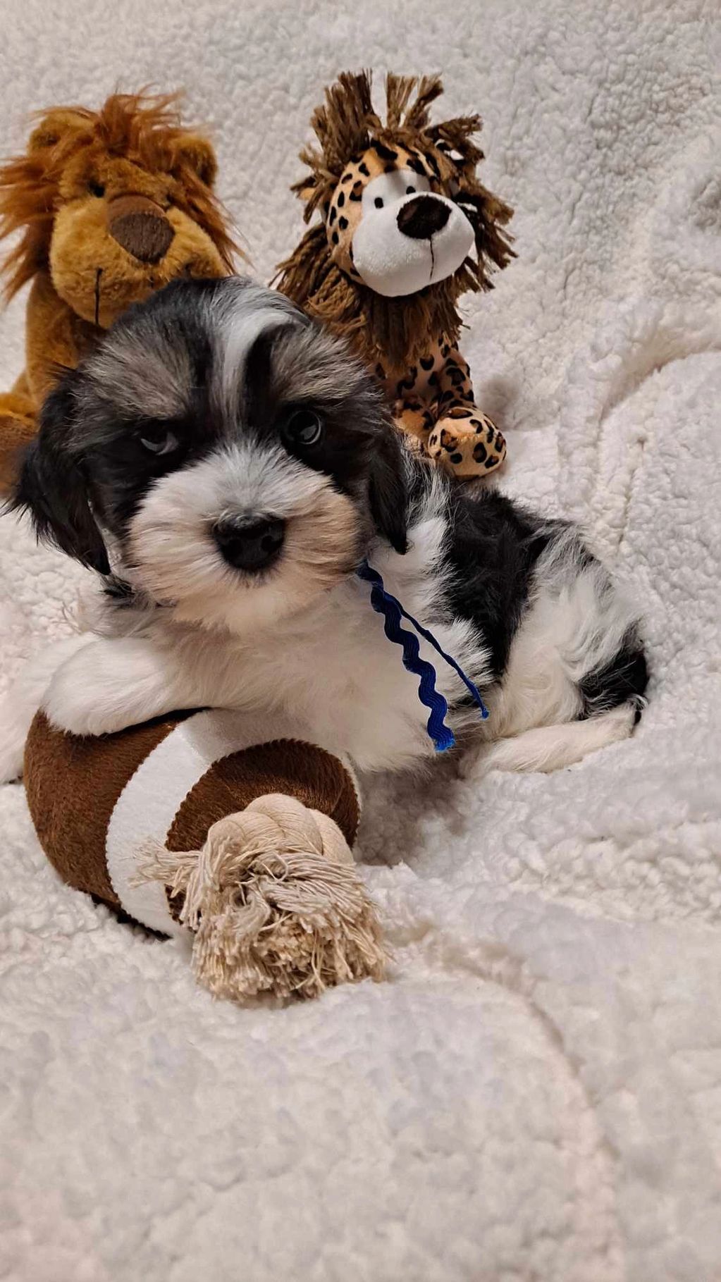 Lowchen Puppies - CUPIDS LOWCHEN