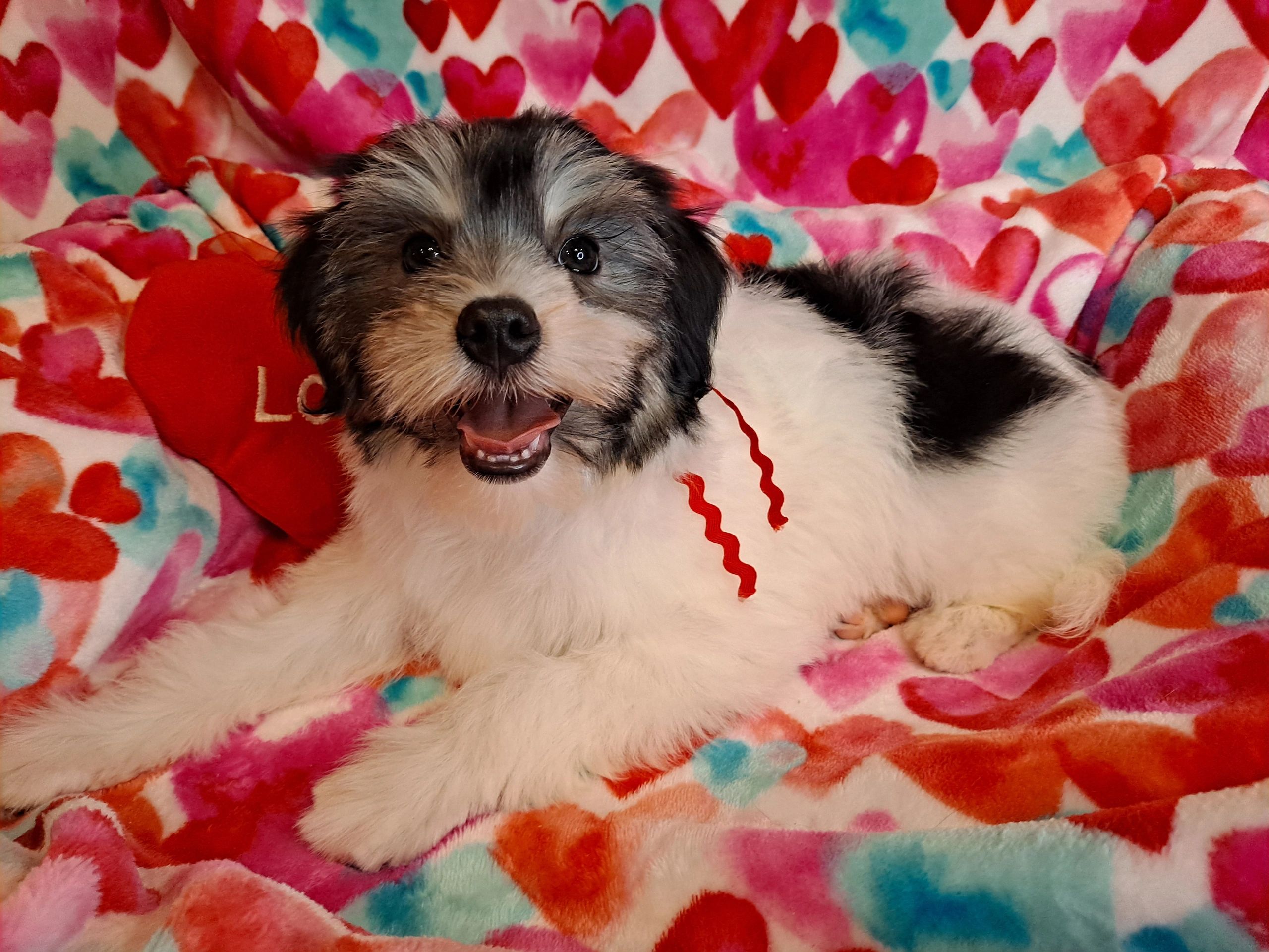 Are Lowchen Hypoallergenic Dogs