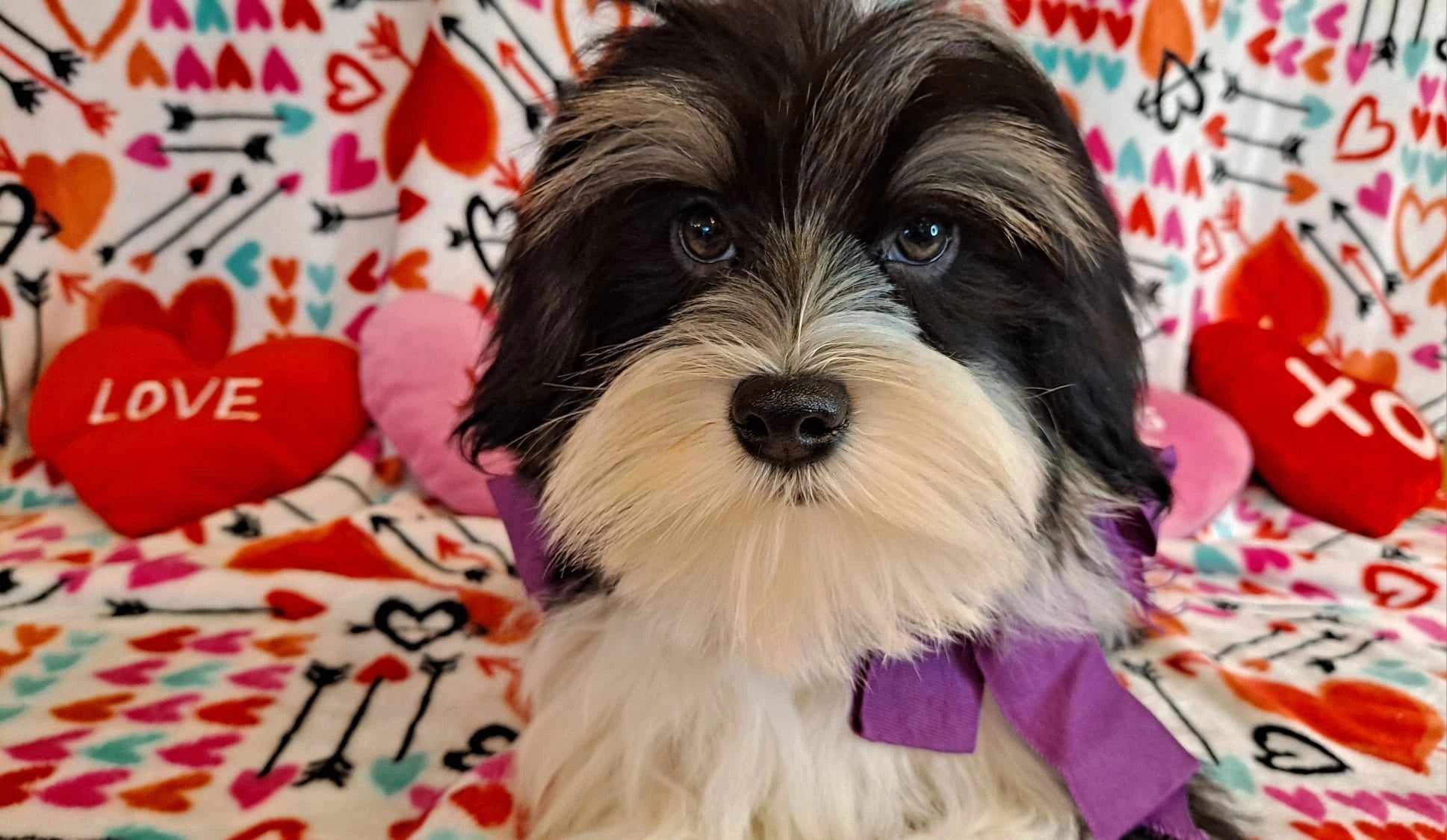 Lowchen Puppies - CUPIDS LOWCHEN