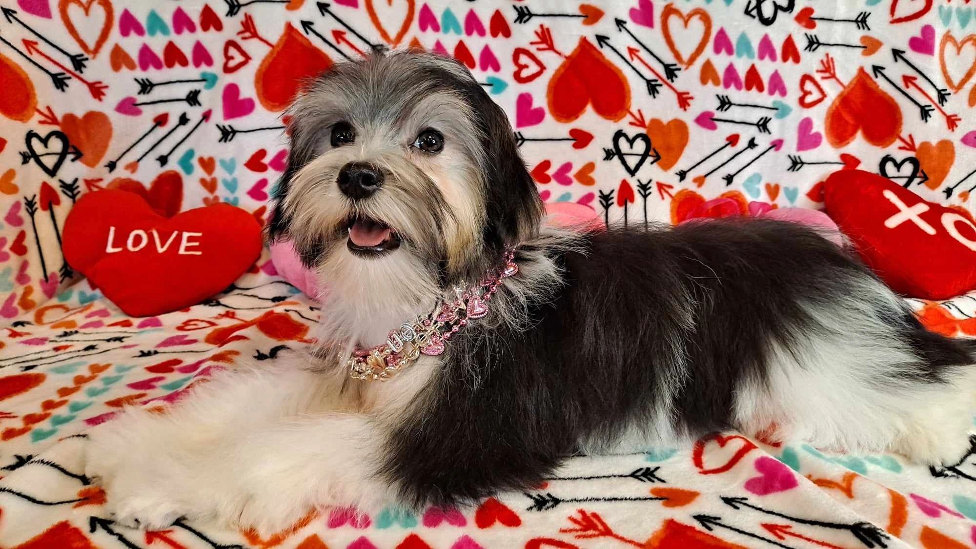 Lowchen Puppies - CUPIDS LOWCHEN