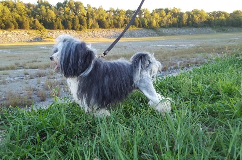 Lowchen Puppies - CUPIDS LOWCHEN