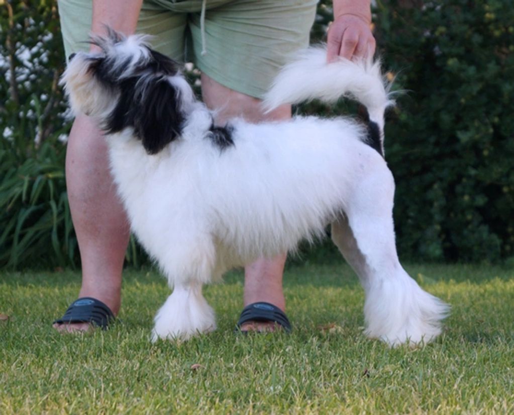 Lowchen Puppies - CUPIDS LOWCHEN