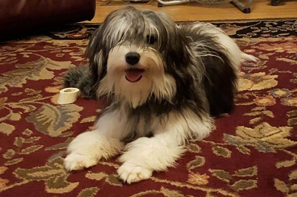 Lowchen Puppies - CUPIDS LOWCHEN