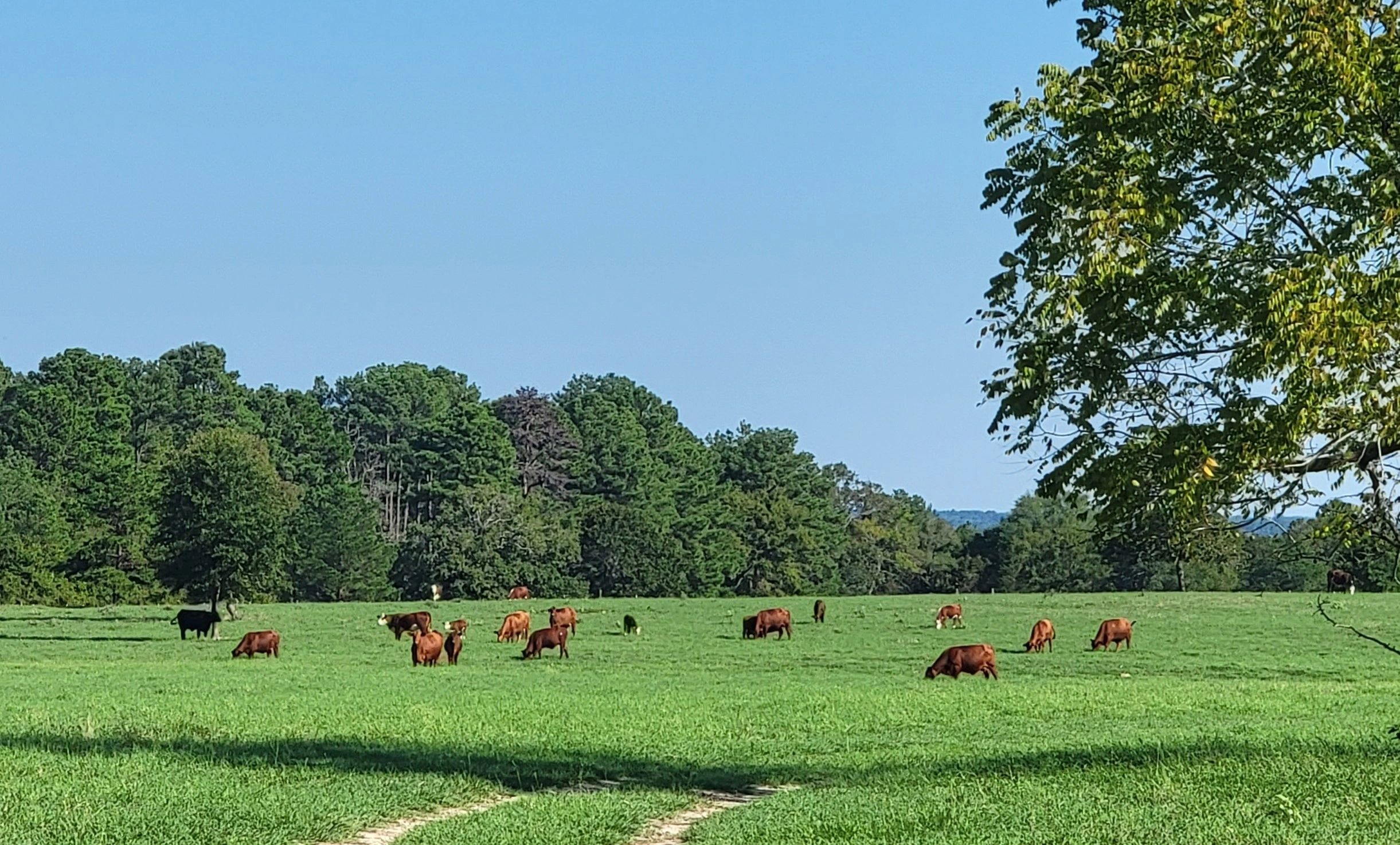 Rolling Red Ranch - Registered Hereford Cattle, Registered Red Brangus
