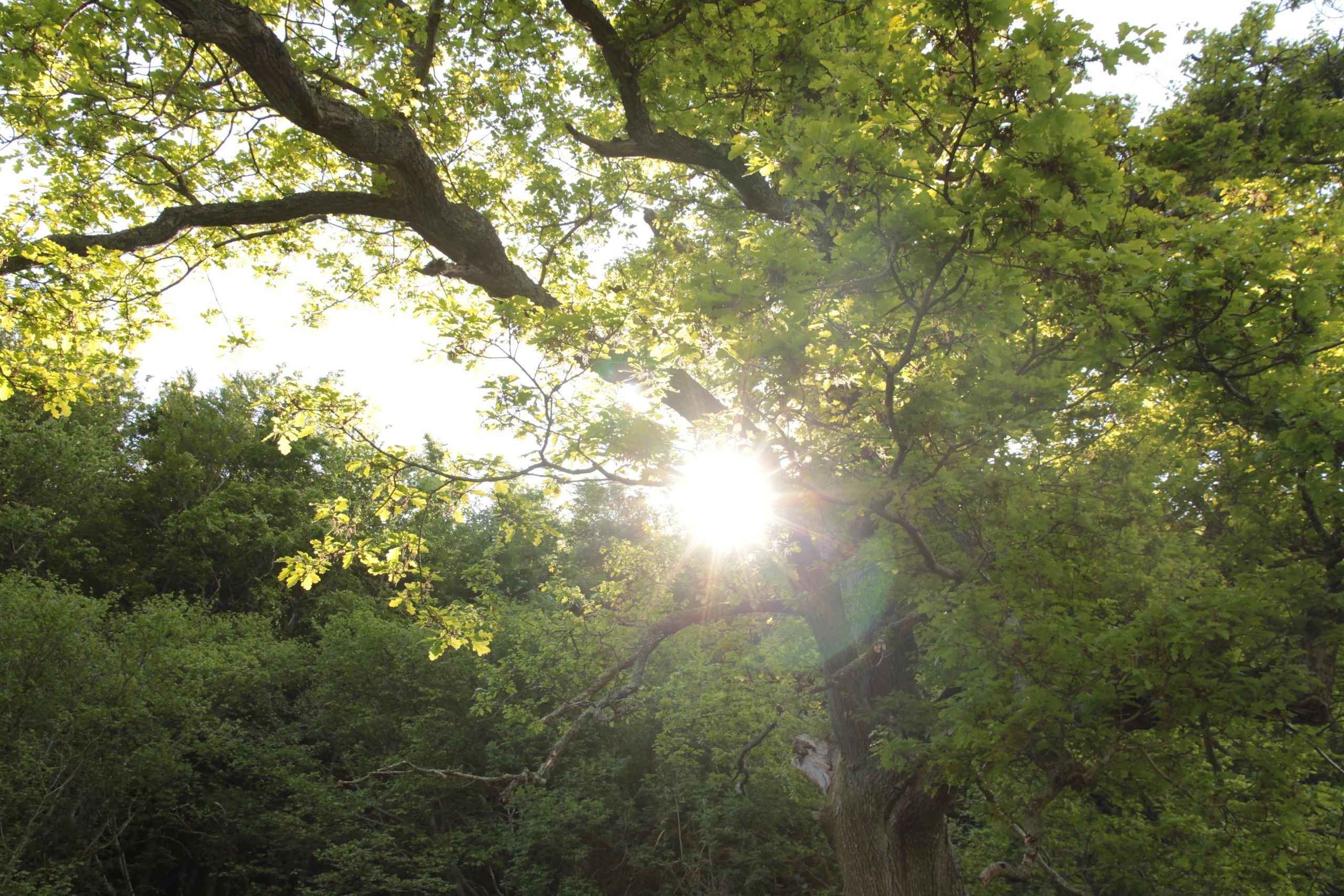 James Marton Celebrant - Funeral Celebrant, Wedding Celebrant