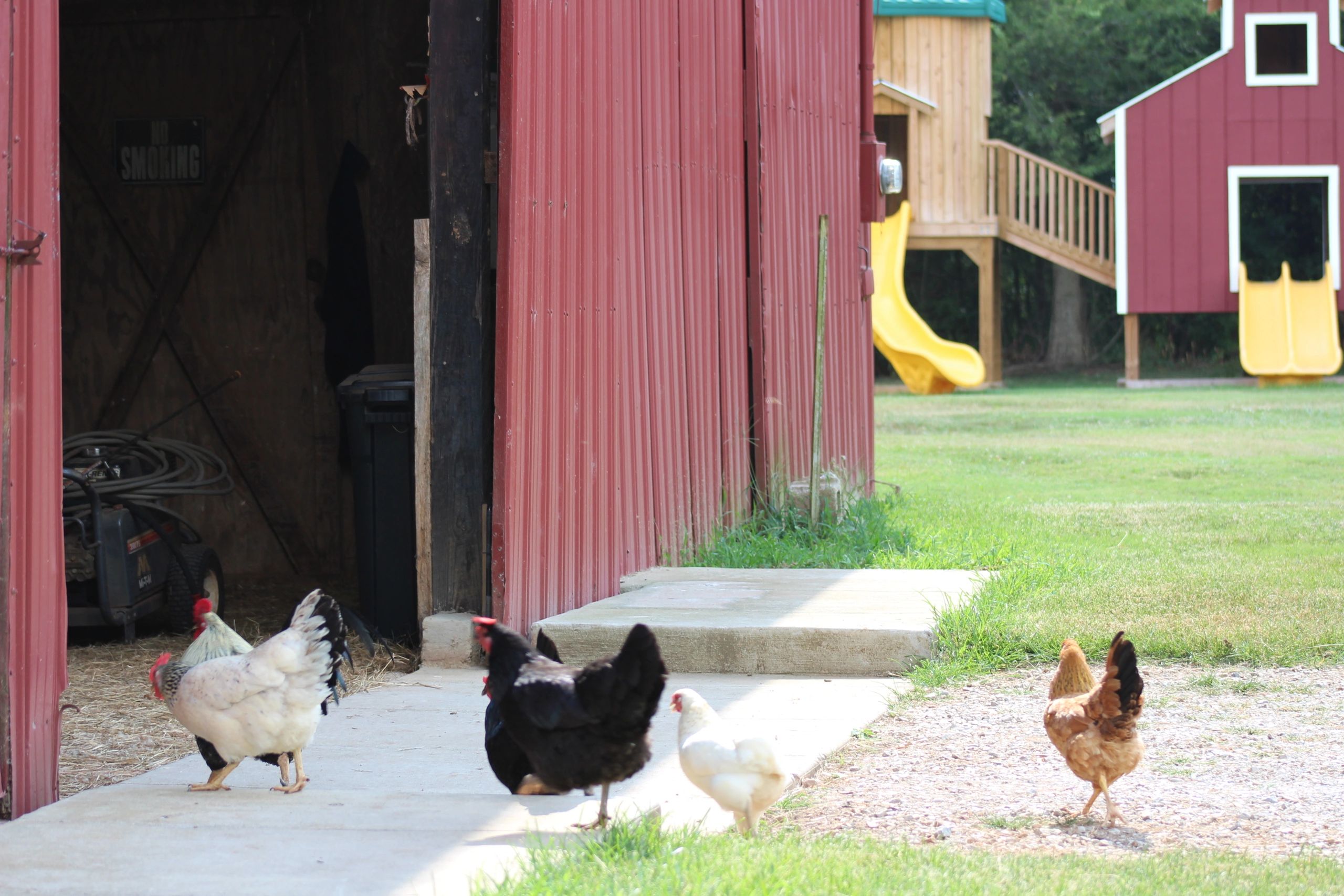 Eggs, Sides of Beef - Joe Farms, Inc. - Owens Cross Roads, Alabama
