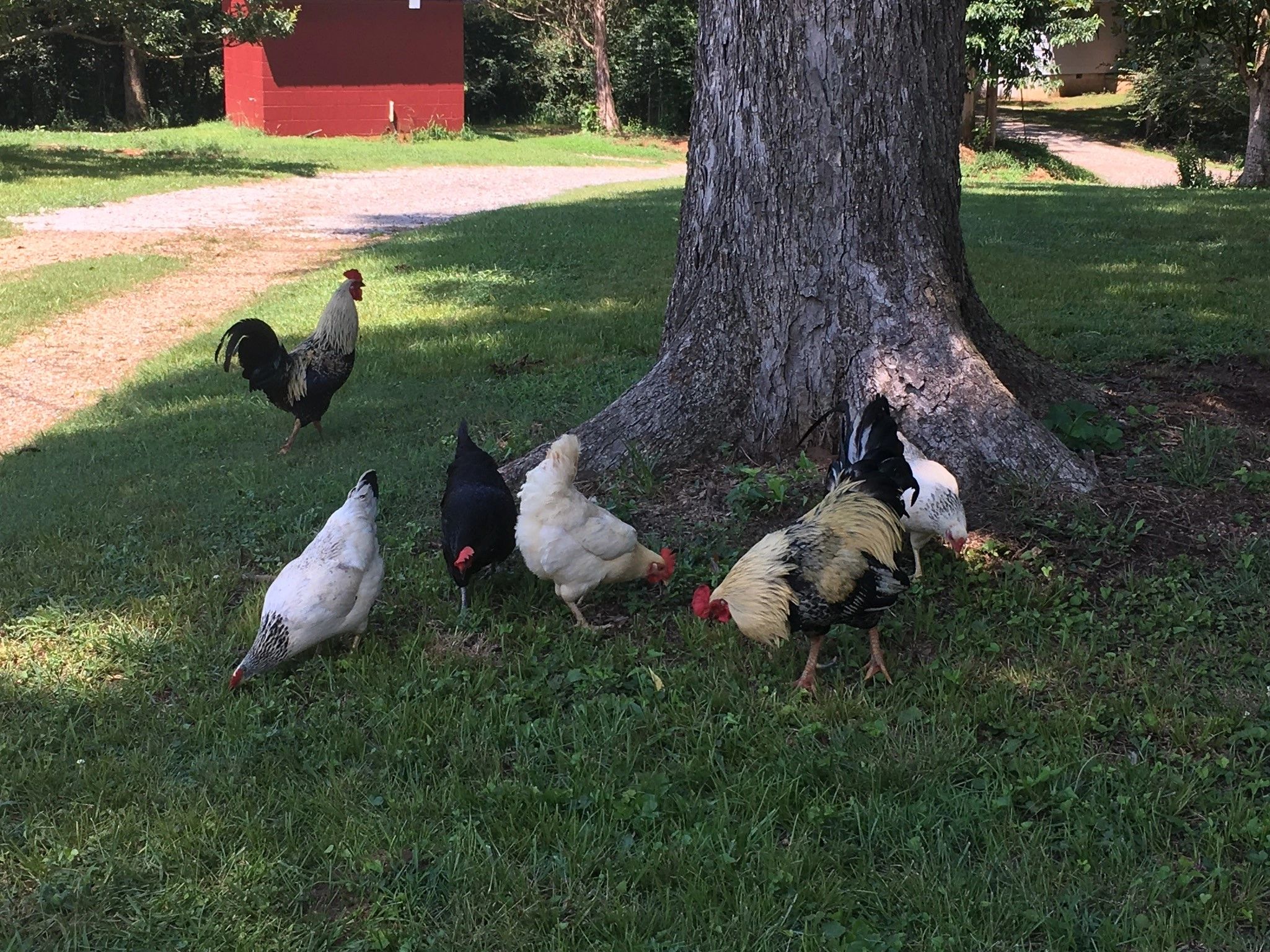 Eggs, Sides of Beef - Joe Farms, Inc. - Owens Cross Roads, Alabama