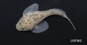 Missouri Endangered Species Updates
