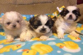 KD Kennels - Puppies, Small Dog Breeds, Pet, Pup