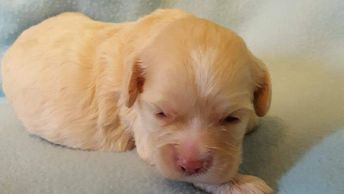 KD Kennels - Puppies, Small Dog Breeds, Pet, Pup