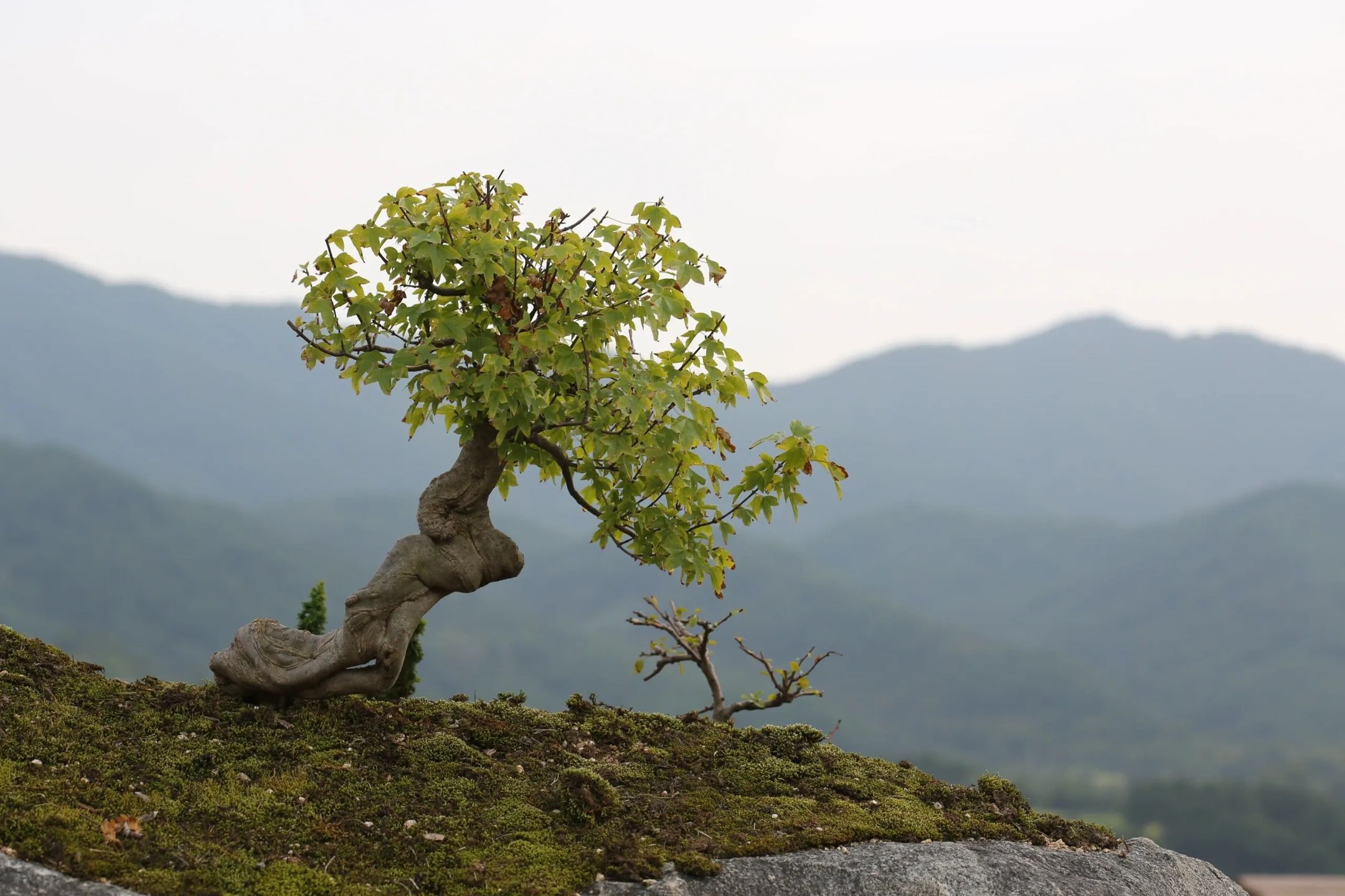 Bonsai Terminology | WestSide Bonsai