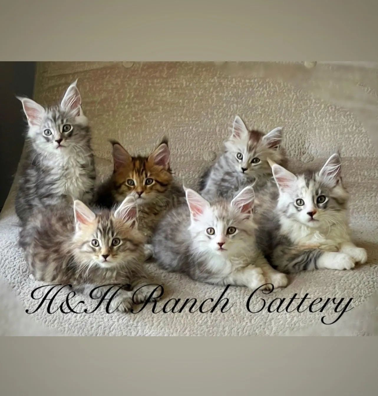 HH Ranch Cattery