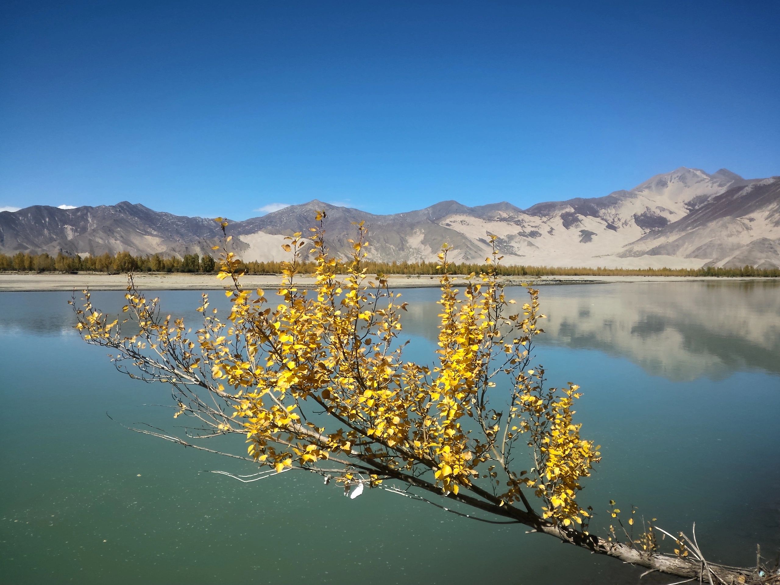 Make Tomorrow Greener - Combat Climate Change, Tree Pamper, Tree Pampers