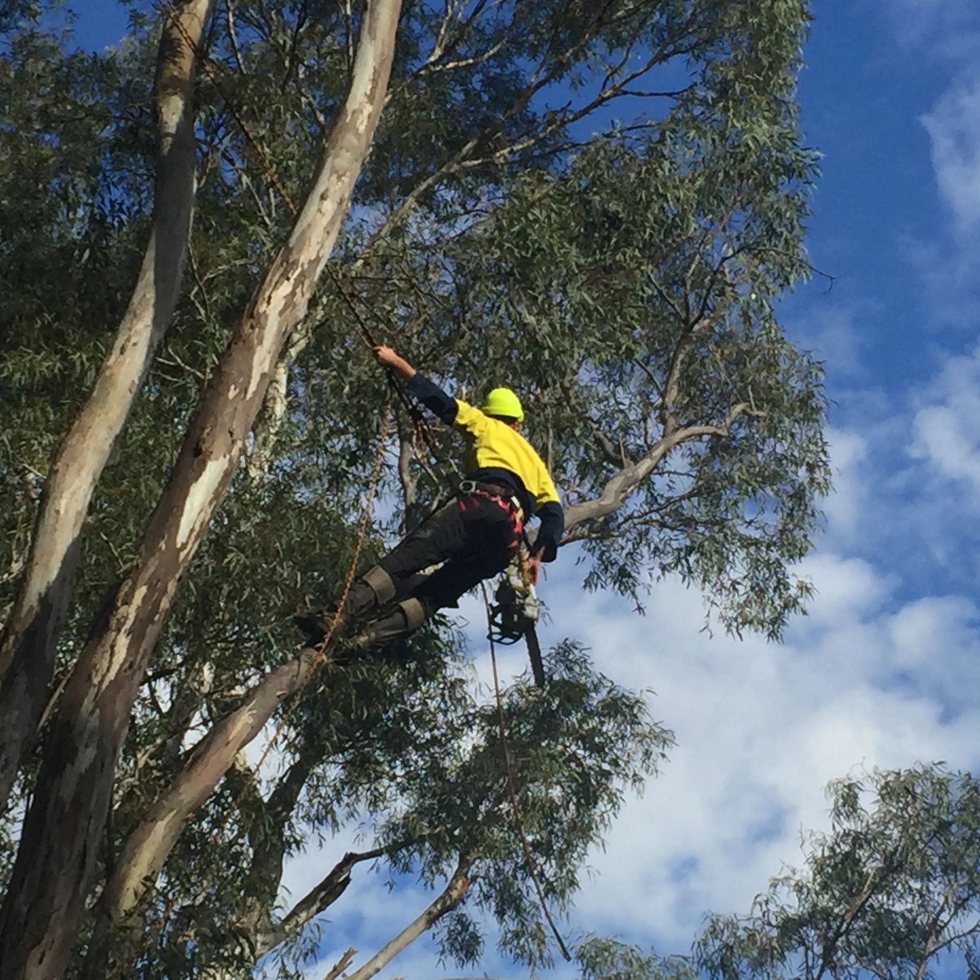 Tree Removal, Pruning and Stump Grinding - Federation Tree Care