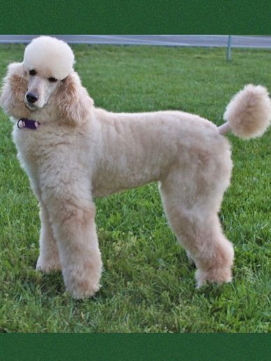 Royal Poodles, Puppies - KK’s Royal Poodles - Sterling, Virginia