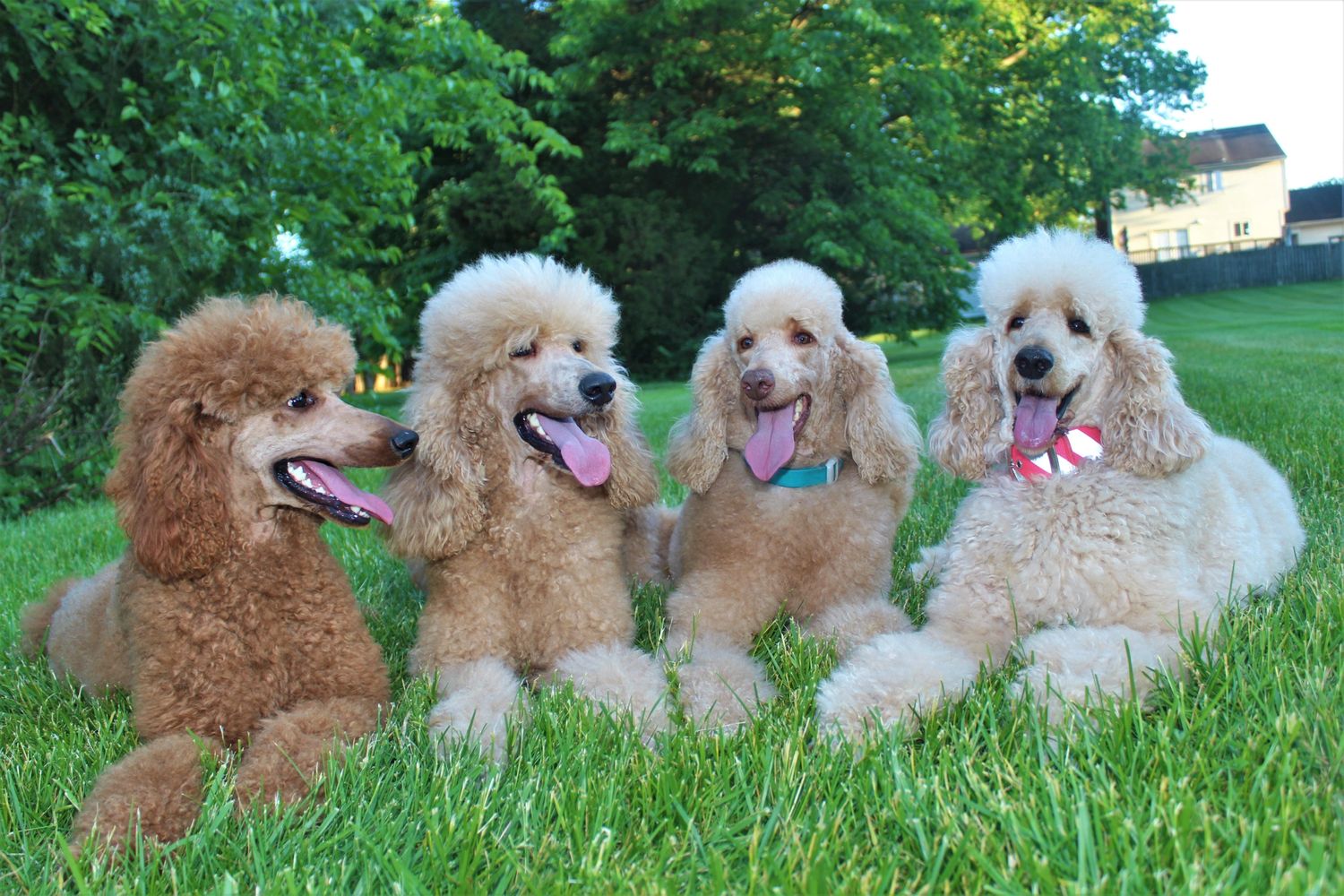 Best Royal Poodles for Sale in Virginia – Poodle Puppy Breeder | KK’s ...