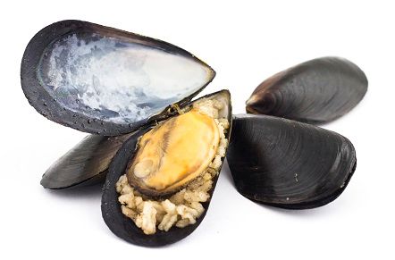 Midye Nedir ? Midye neyden oluşur