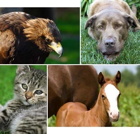 Gerber Animal Law Center - Animal Attorney, Animal Law