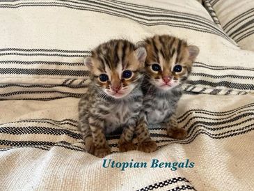 Utopian Bengals - Bengal, Kitten, Bengal, Breeder