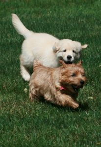 Deer Path Kennels - Dog Boarding - Tinton Falls, New Jersey | Deer Path ...