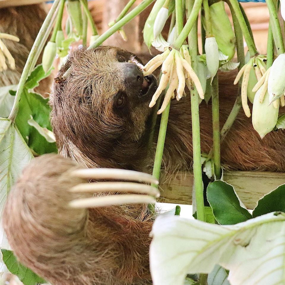 Daniel Johnson's Sloth and Monkey Hangout