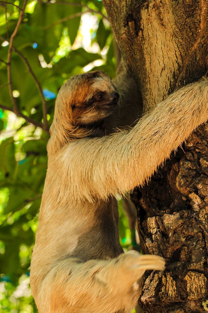 AJS Monkeys and Sloths